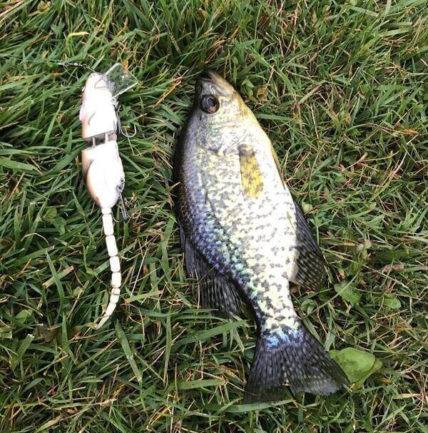 Spirebuzz™ RatStrike - 5 PCS SET – SpireBuzz